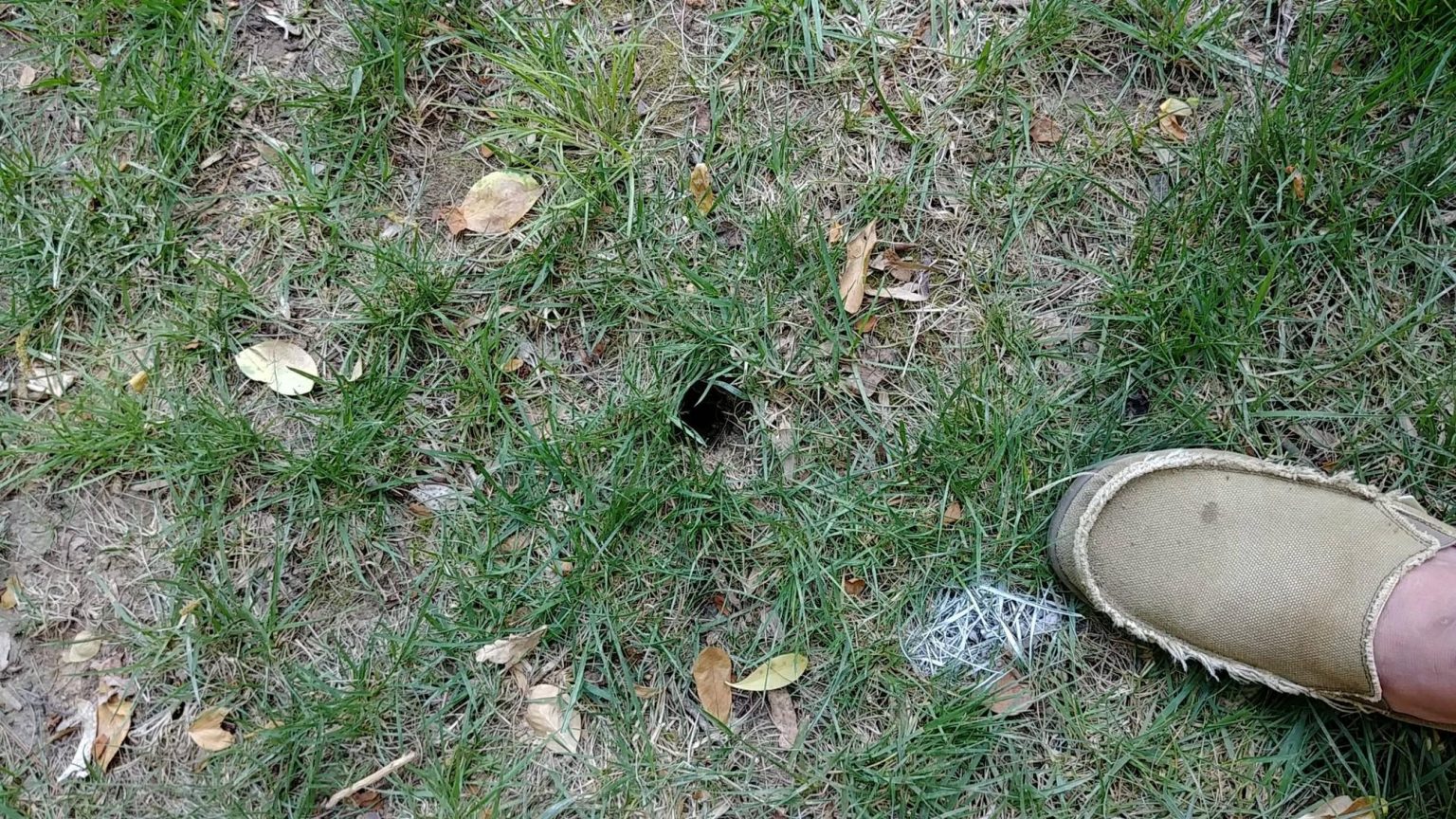 Snake Holes in Yard | Tackling Them In 2022 (Guide) - TheYouthFarm